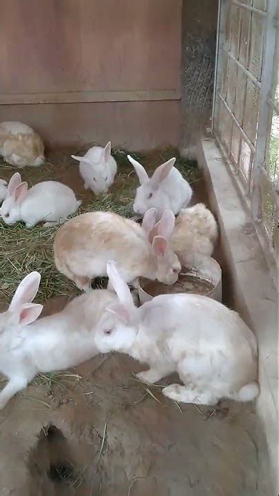 খরগোশ এর বাচ্চা।। Youtube