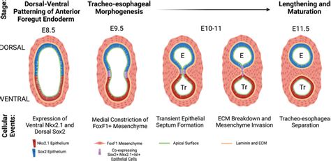 cellular morphogenesis of t e separation adapted from nasr et al 2019 download scientific