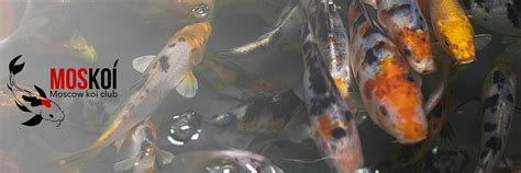MOSKOI (Moscow Koi Club) Карпы кои Москва | Добро пожаловать в MOSKOI ...
