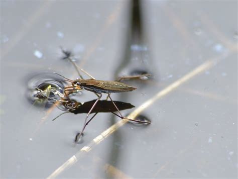 The Science Behind Why Some Bugs Walk On Water Insect Hive