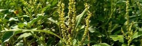 New Weed Control Method Uc Agriculture And Natural Resources