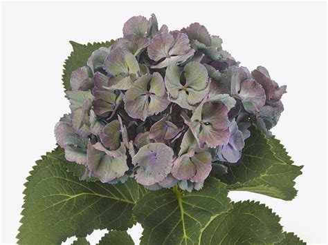 Hydrangea Macrophylla Magical Bluebells Classic