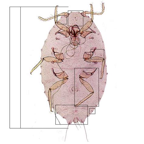 Planococcus Minor Micro
