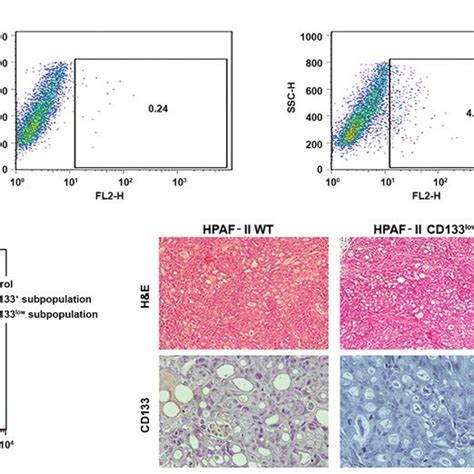 Validation Of The Csc Model A Identification Of A Csc Subpopulation