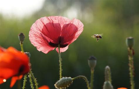 벌 꿈 해몽 14가지 보는 나오는 만나는 잡는 죽이는 키우는 죽는 벌이 쫓아오는 공격하는 윙윙 거리는 벌에게 한테 쏘이는 쫓기는 큰 거대한 벌