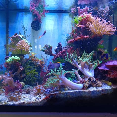 Macroalgae Tank Setup Reef2reef