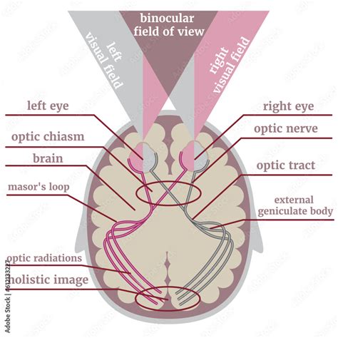 Visual System Path Infographic With A Diagram Of How The Brain Perceives An Image Medical