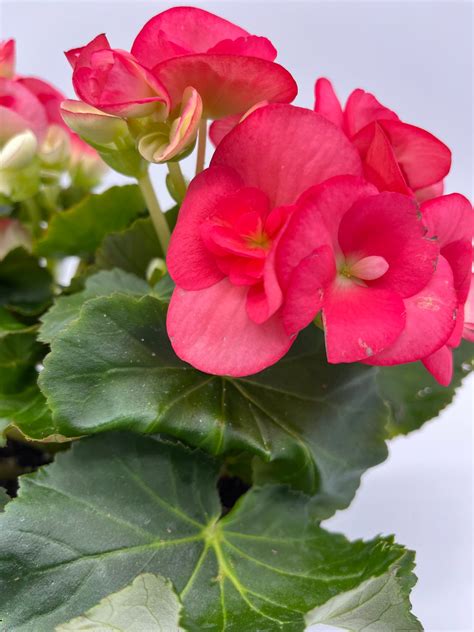 Begonia Reiger Mandy Spring Farm Nursery Inc