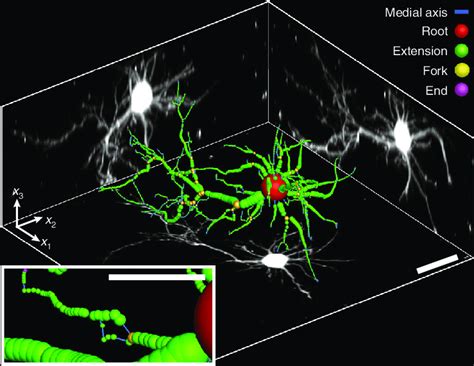Neuron Tree Projected In 3d With Descriptors Of Tree Structure Node Download Scientific