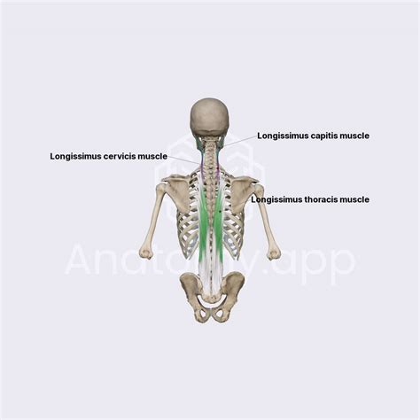 Longissimus Capitis