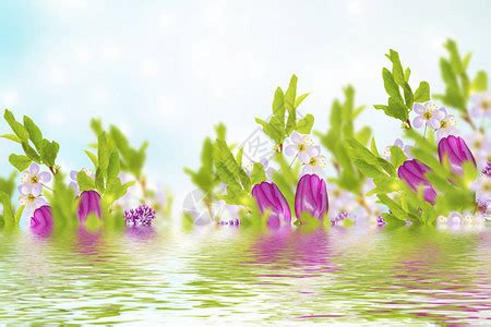 美丽的自然场景天然花种背景春花和郁金香lilac和t高清图片下载 正版图片507467830 摄图网