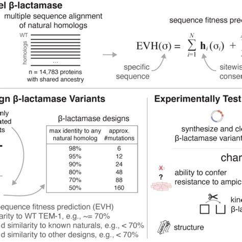 The β Lactamase Variant Design Process Strategy Applied To Generate Download Scientific