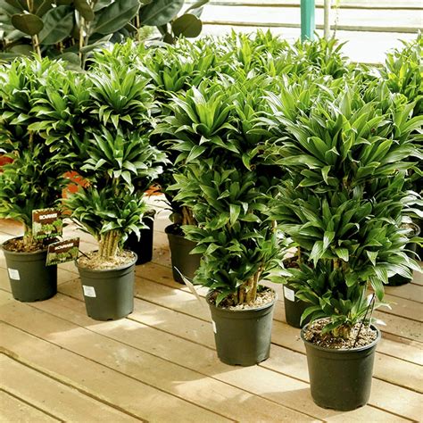 Драцена компакта фото