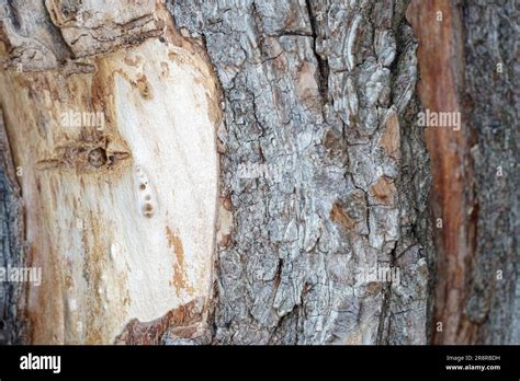 Tree Bark Is Bark And Bast And Protects The Tree From Enemies Stock Photo Alamy