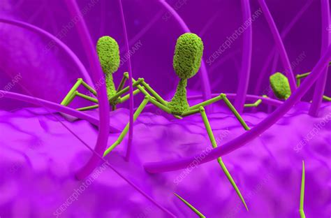 Bacteriophages Infecting Bacterium Illustration Stock Image F043 8408 Science Photo Library