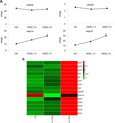 effect of h2o2 pre exposure on the expression of nrf2 and its target