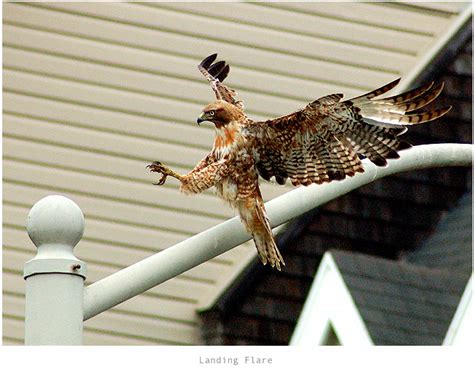 Patch The Urban Redtail — Kitundu