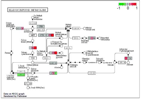 Figure A22 The Kegg Selenocompound Metabolism Pathway For The