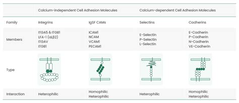 Cell Adhesion Molecules In Immune And Cancer Therapy Immunology