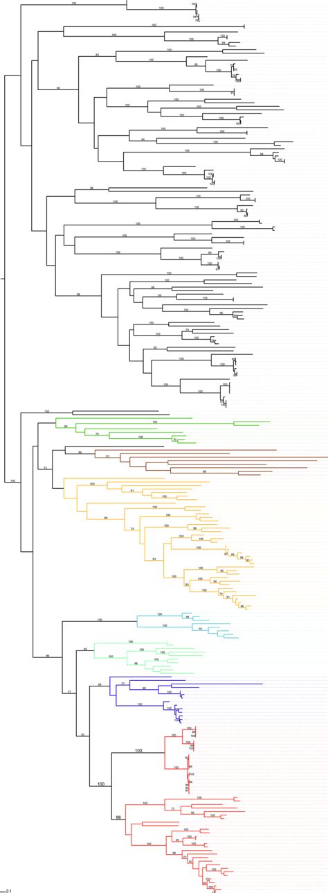 figure s3 maximum likelihood tree using raxml v7 2 8 under the