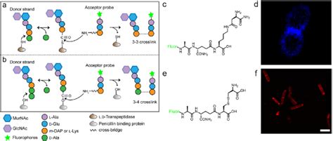 Acyl Acceptor Peptide Probes Used In Inquiring Pgn Cross Linking A Download Scientific