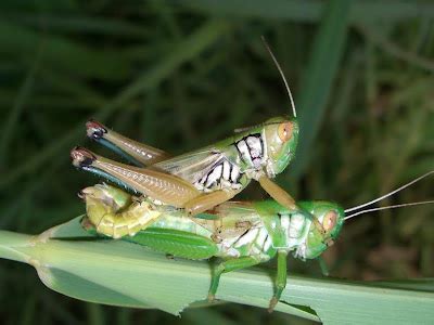 Pictures Of Grasshopper Mating Nature Cultural And Travel Photography Blog