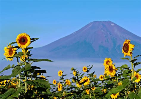 夏といえば
