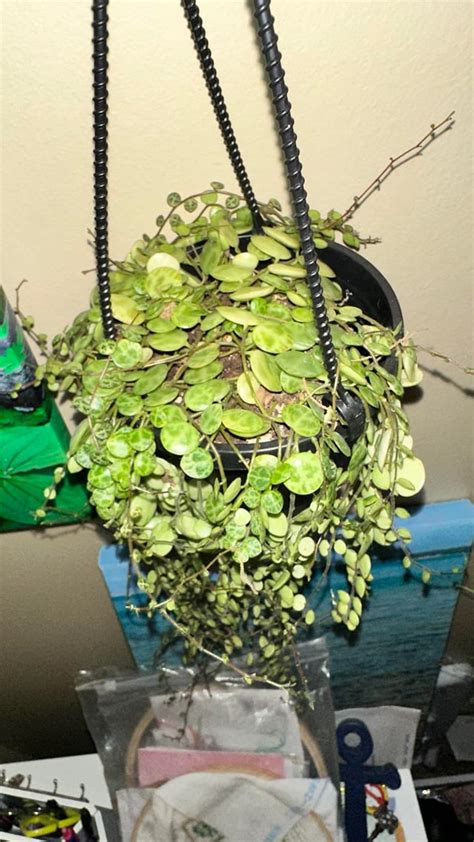 Is This Normal For My String Of Turtles R Plantclinic