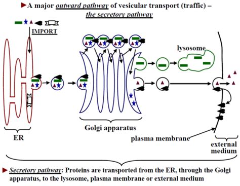 Lecture Protein Sorting To Organelles Secretory Pathway Flashcards Quizlet