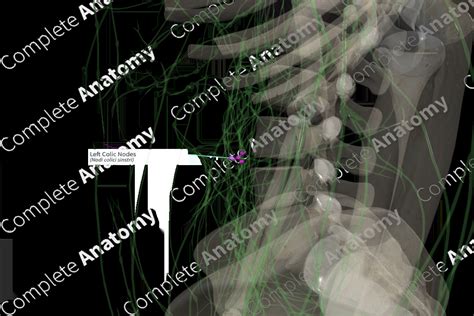 Left Colic Nodes Complete Anatomy