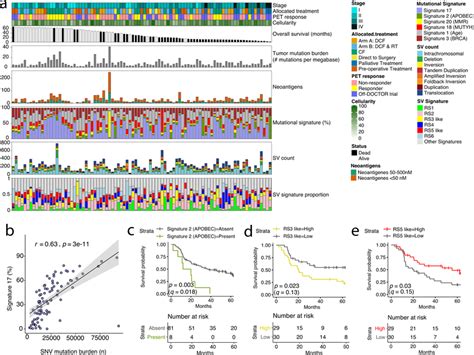 The Genomic Landscape And Mutational Signatures In Oac A Bar Plots Download Scientific Diagram