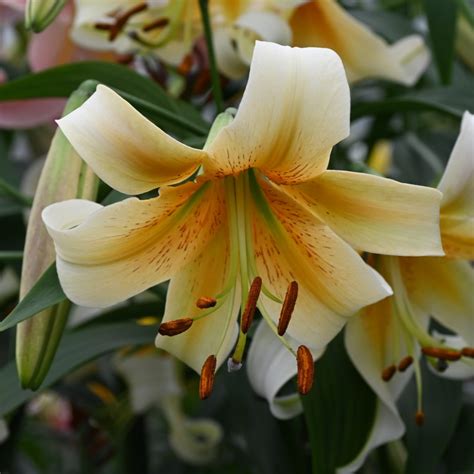Lilium