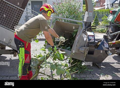 Gardener Sticks Tree Branches Into The Shredder Stock Photo Alamy