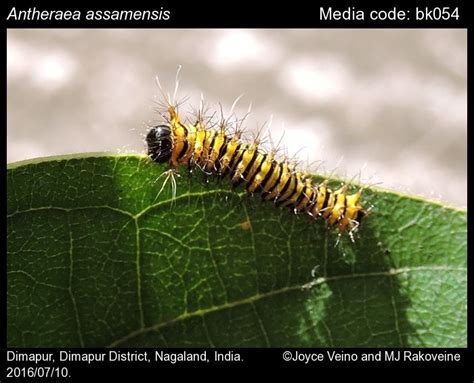 Antheraea Assamensis Helfer 1837 Moga Silk Moth Moths