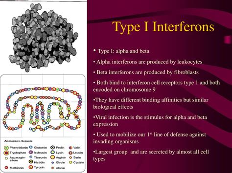 Ppt Interferons Powerpoint Presentation Free Download Id 1266371