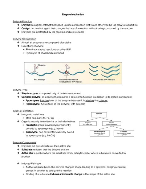 03 Enzyme Mechanism Notes Enzyme Mechanism Enzyme Function Enzyme Biological Catalyst