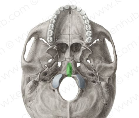 Cr Pharynx Flashcards Quizlet