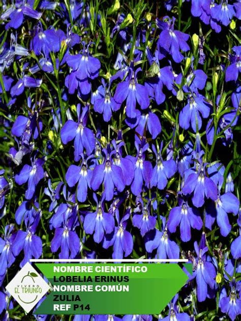 Plántula De Zulia Croper