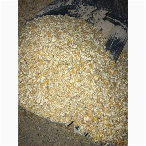 Куплю кукурузу неклассную с повышенной зерновой — ZernoUA.com