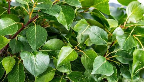 Premium Photo Background Pattern Of Leafy Green Tree Twigs In Summer