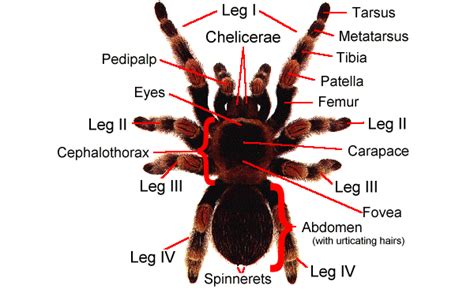 Invertebrate Diversity Tarantula By Dylan Burchett