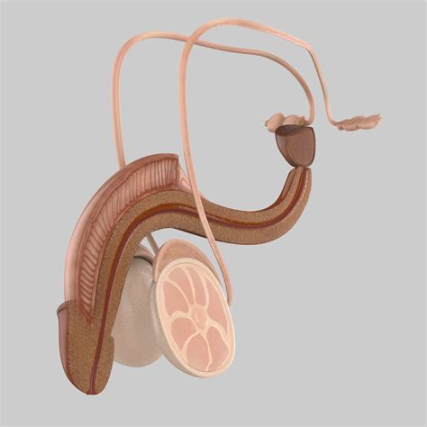 Male Reproductive Organ 3d