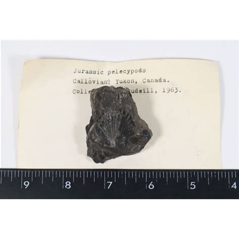 Jurassic Pelecypod Fossil