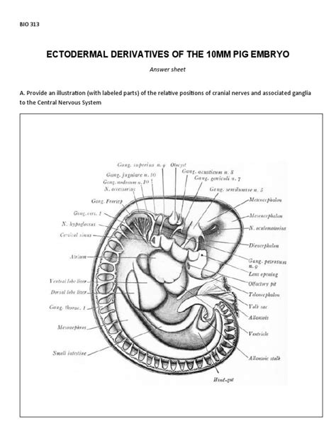 Ectodermal Derivatives Of Pig Embryo Pdf Central Nervous System