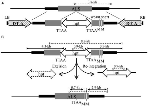 Negative Selection Markers A New Positivenegative Selection Scheme
