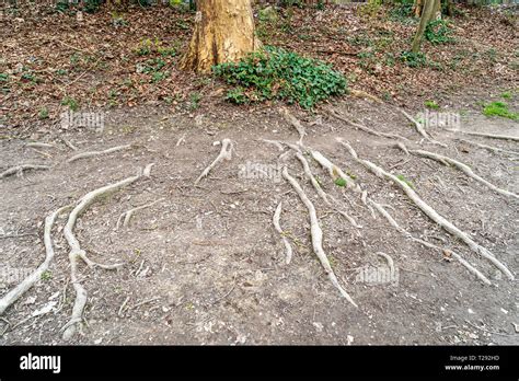 Erosion Roots Hi Res Stock Photography And Images Alamy