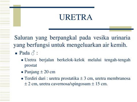 SISTEM URINARIA. - ppt download