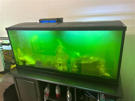 55 Gallon Cichlid Tank Cloudy As Can Be Any Help One Whats Causing