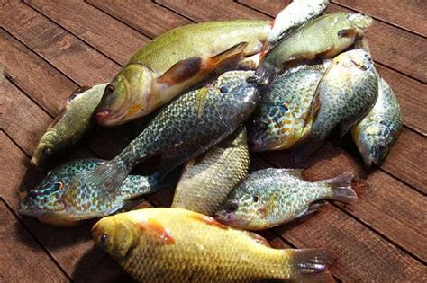 Backwater Mix Fish Small Thiruvalla