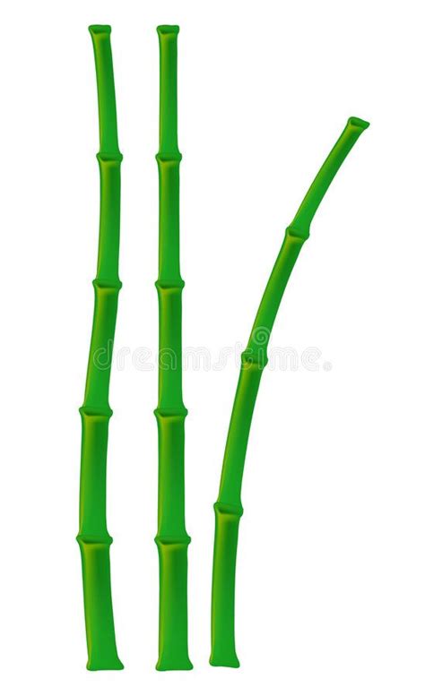 Bamboo Stem Illustration
